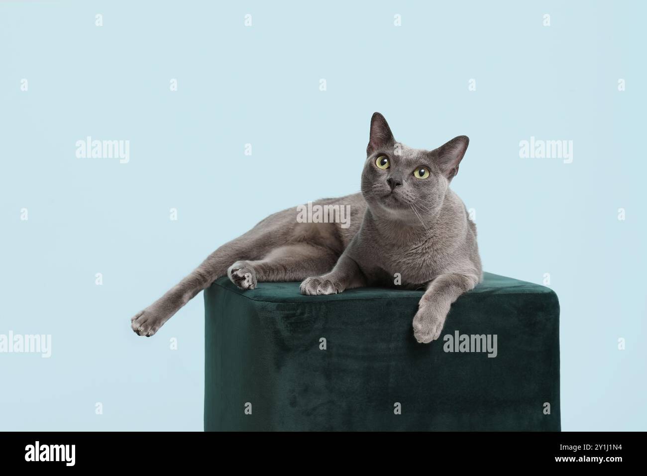 Cute cat lying on soft pouf against blue background Stock Photo - Alamy