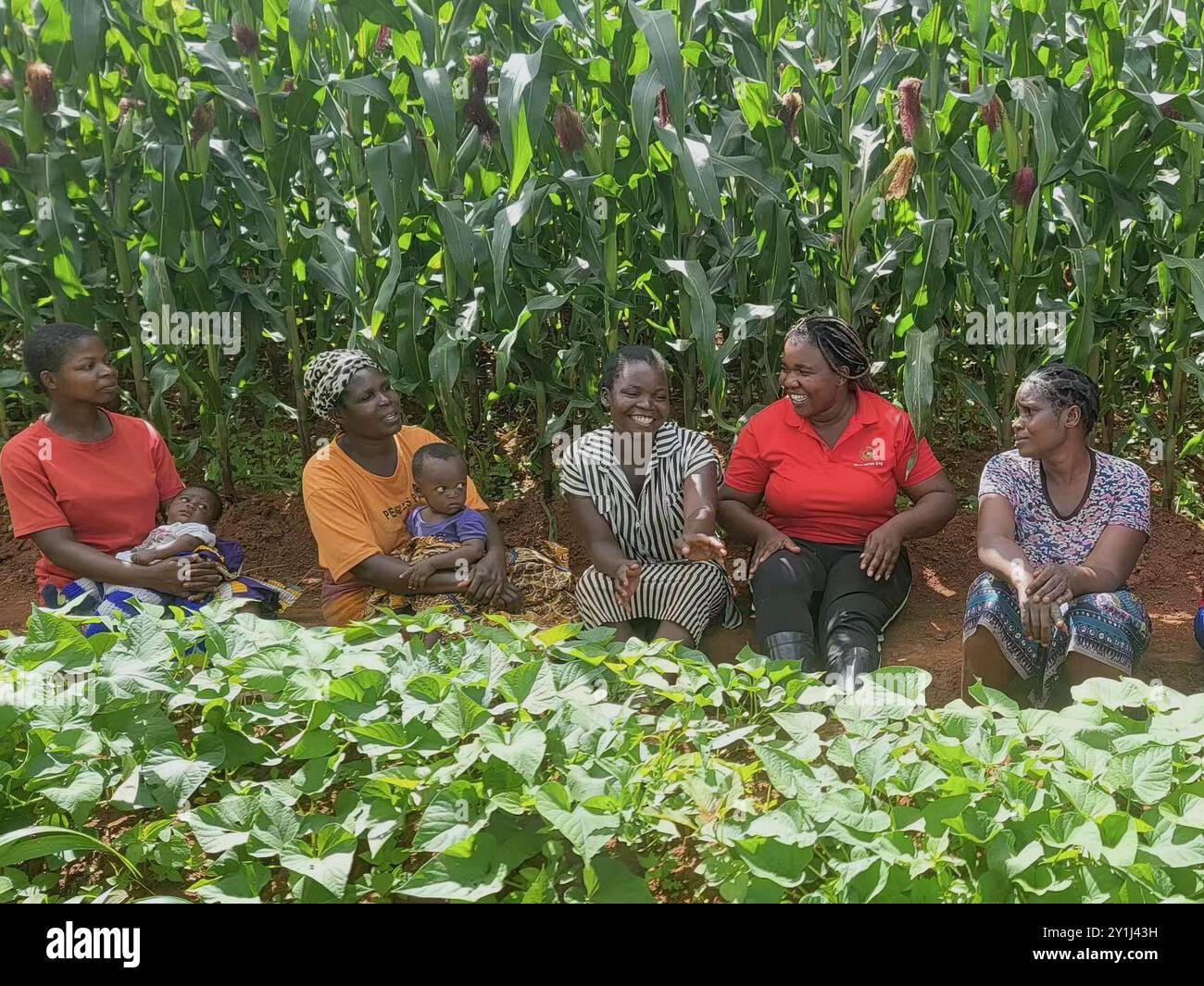 Intercropping hi-res stock photography and images - Alamy