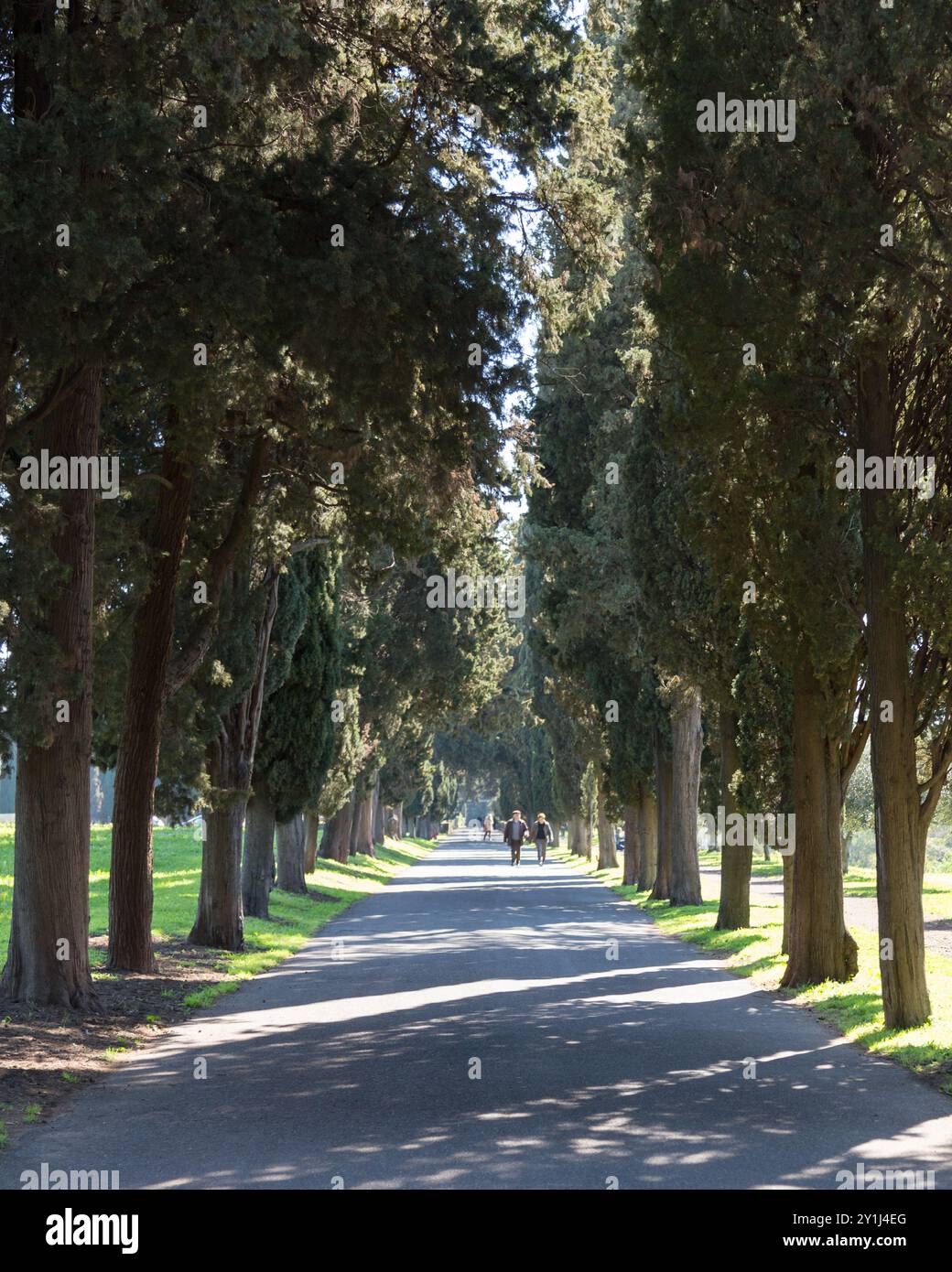 Peaceful, sun-dappled path lined with tall trees near the historic Via ...