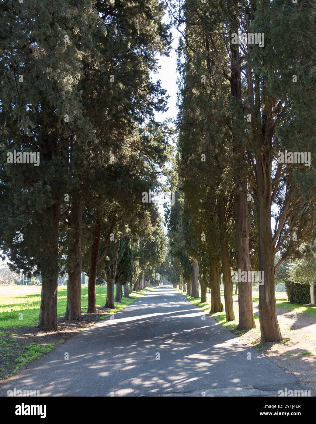 Peaceful, sun-dappled path lined with tall trees near the historic Via ...