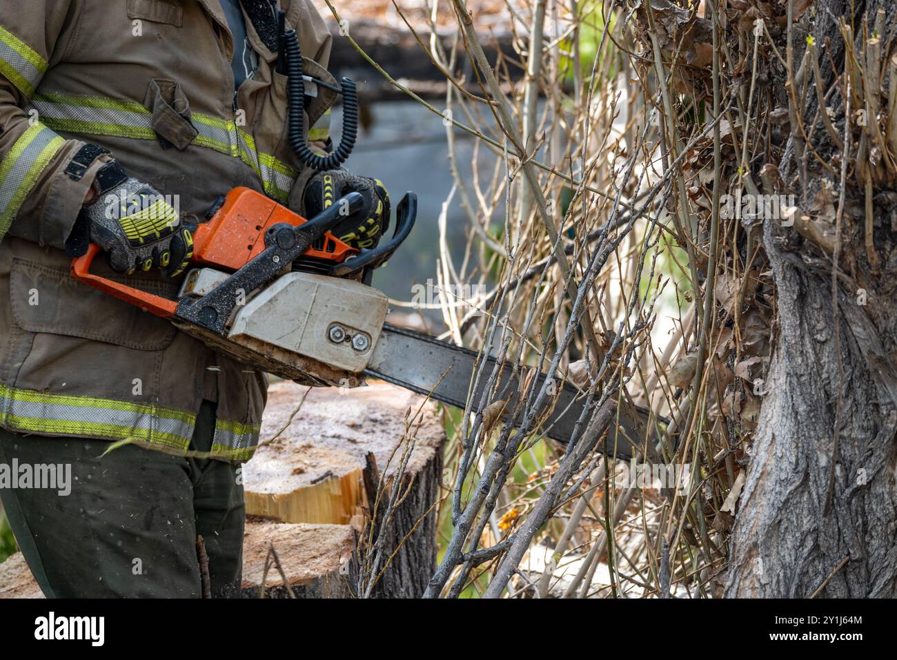 Lumberjack trimming the trees Stock Photo - Alamy