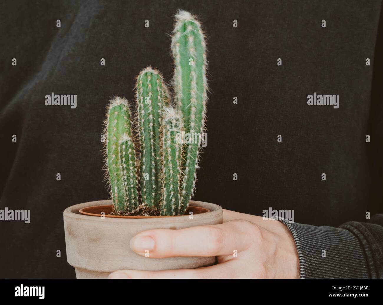 Hand holding prickly cactus stem hi-res stock photography and images ...