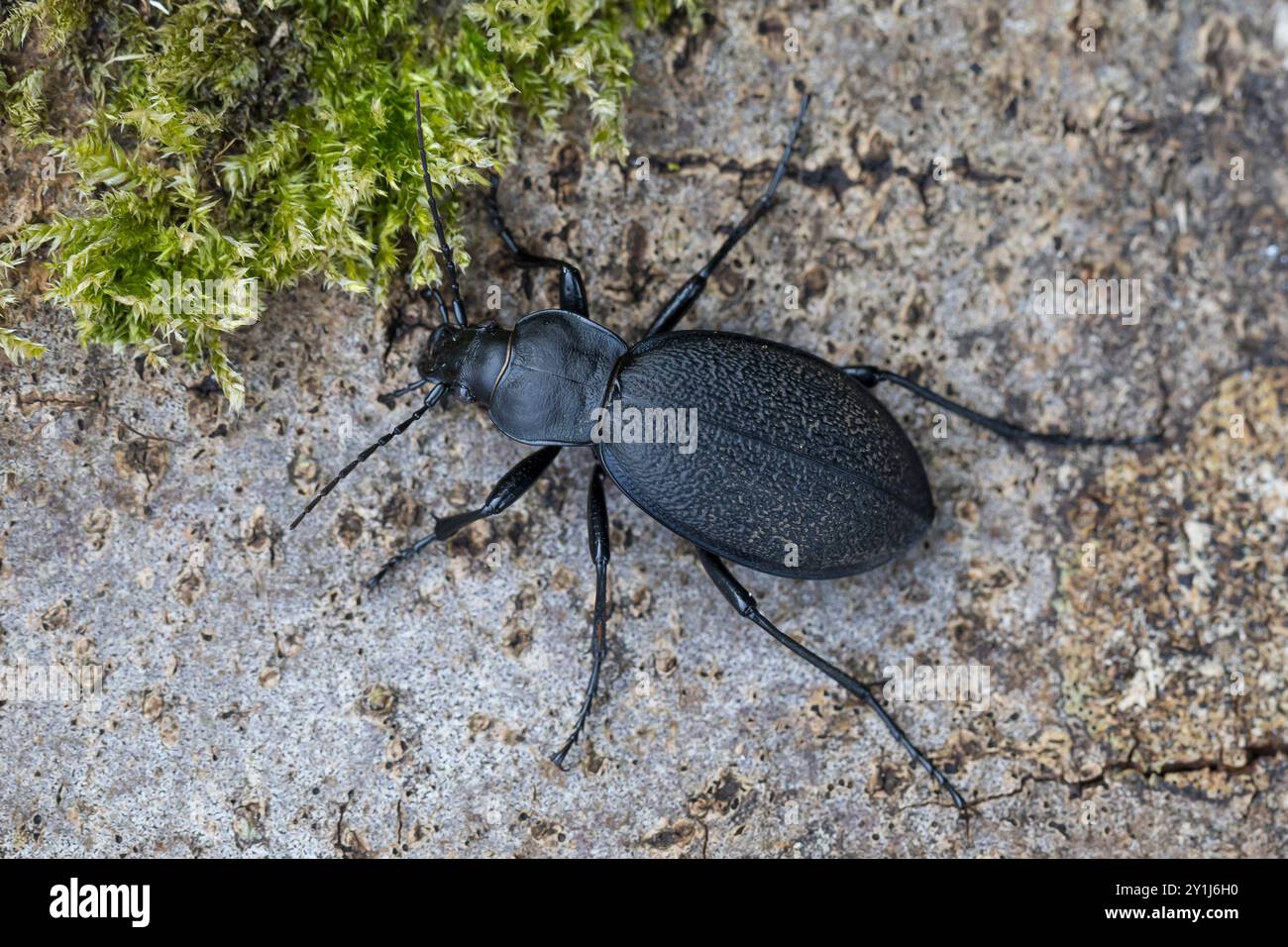 Lederlaufkäfer, Leder-Laufkäfer, Lederkäfer, Carabus coriaceus ...
