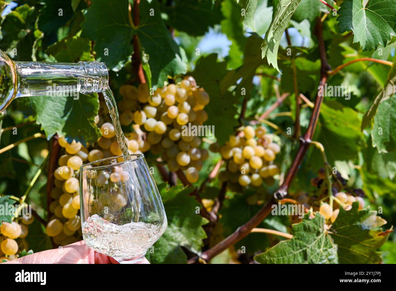 Winemaker is pouring a glass of white wine from a bottle in the ...