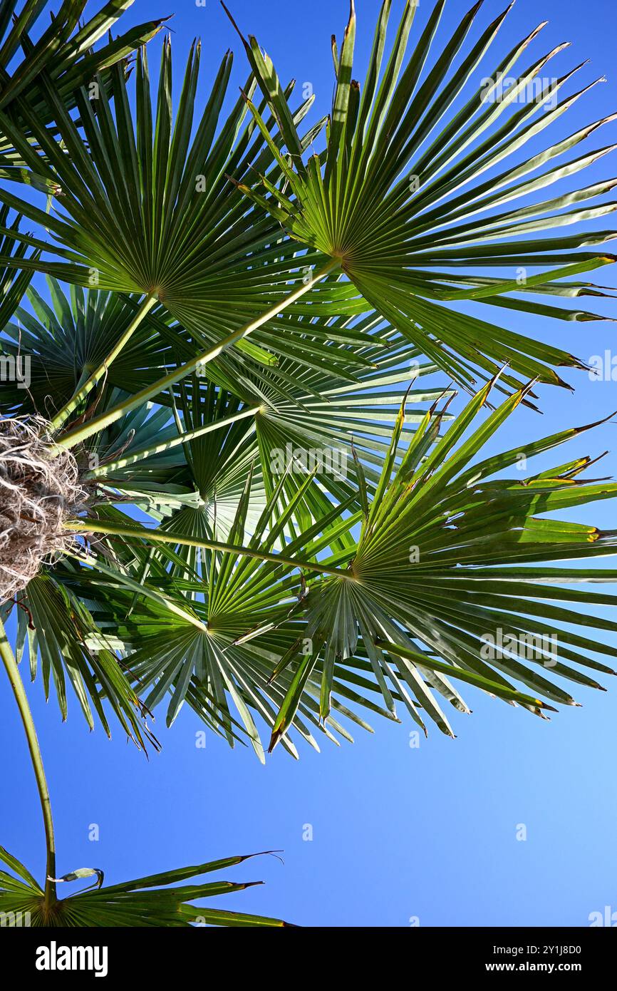 Palm tree fronds growth hi-res stock photography and images - Alamy