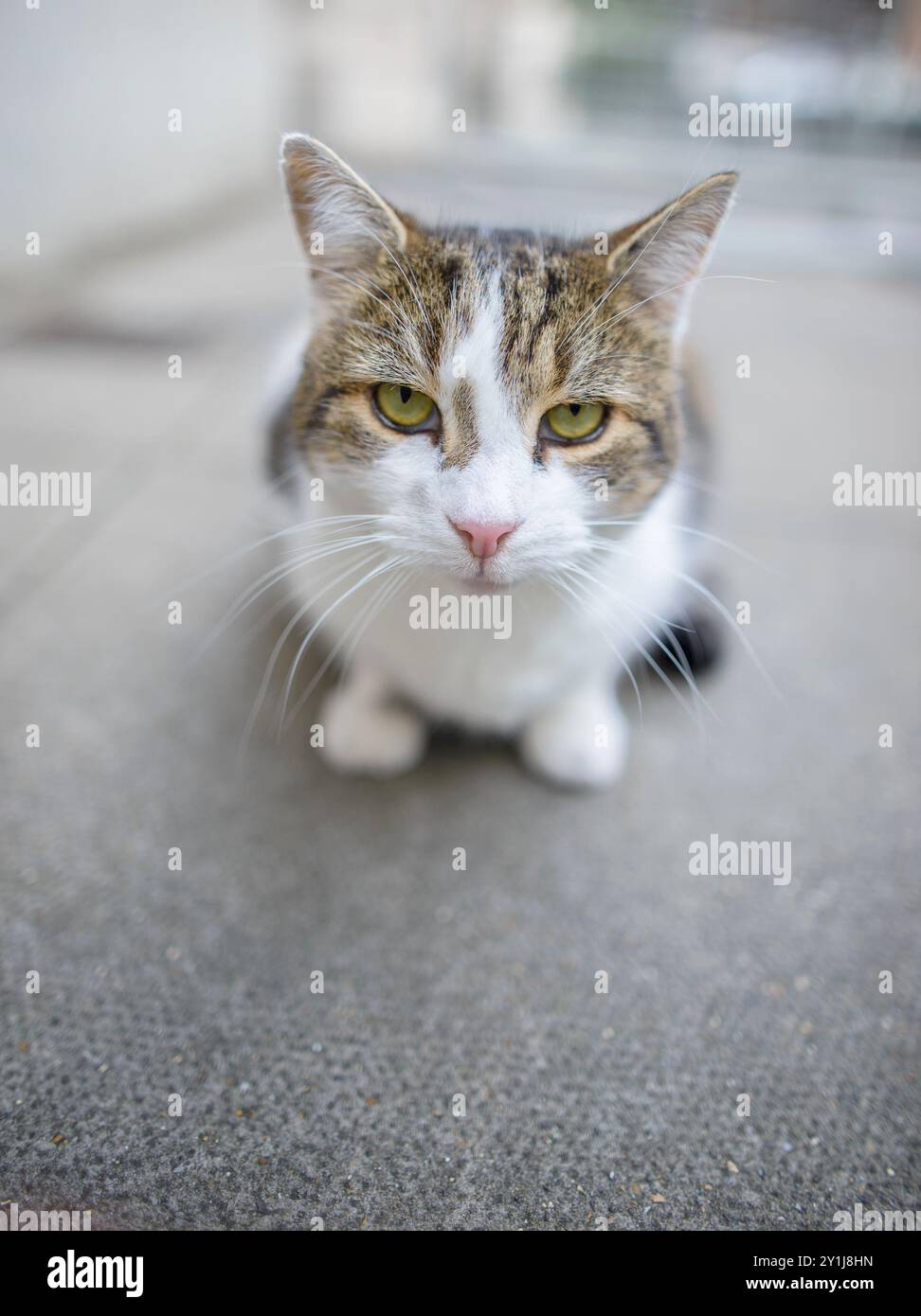 Larry the cat and chief mouser to the cabinet office hi-res stock ...