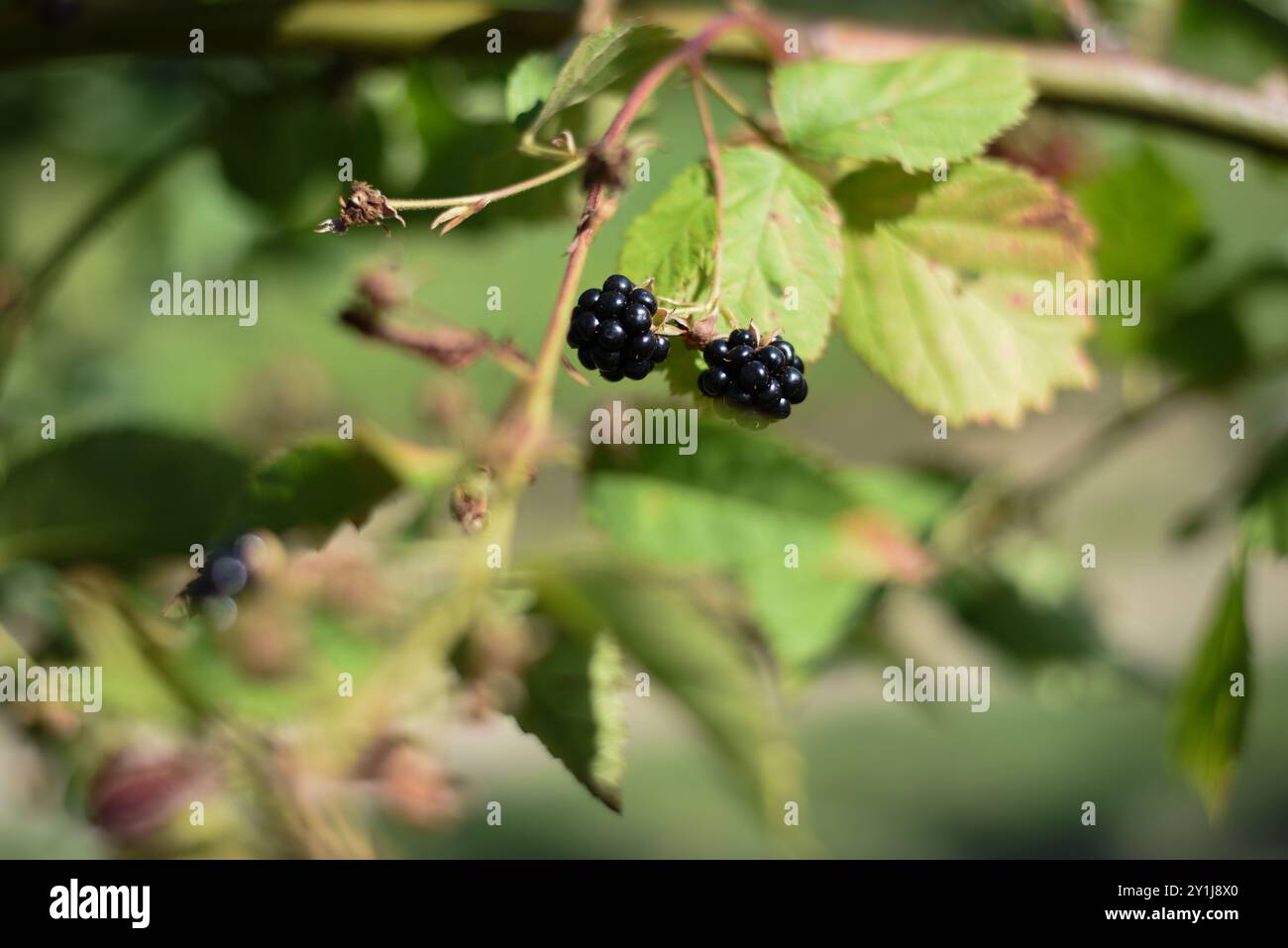 Blackberries in early autumn hi-res stock photography and images - Alamy