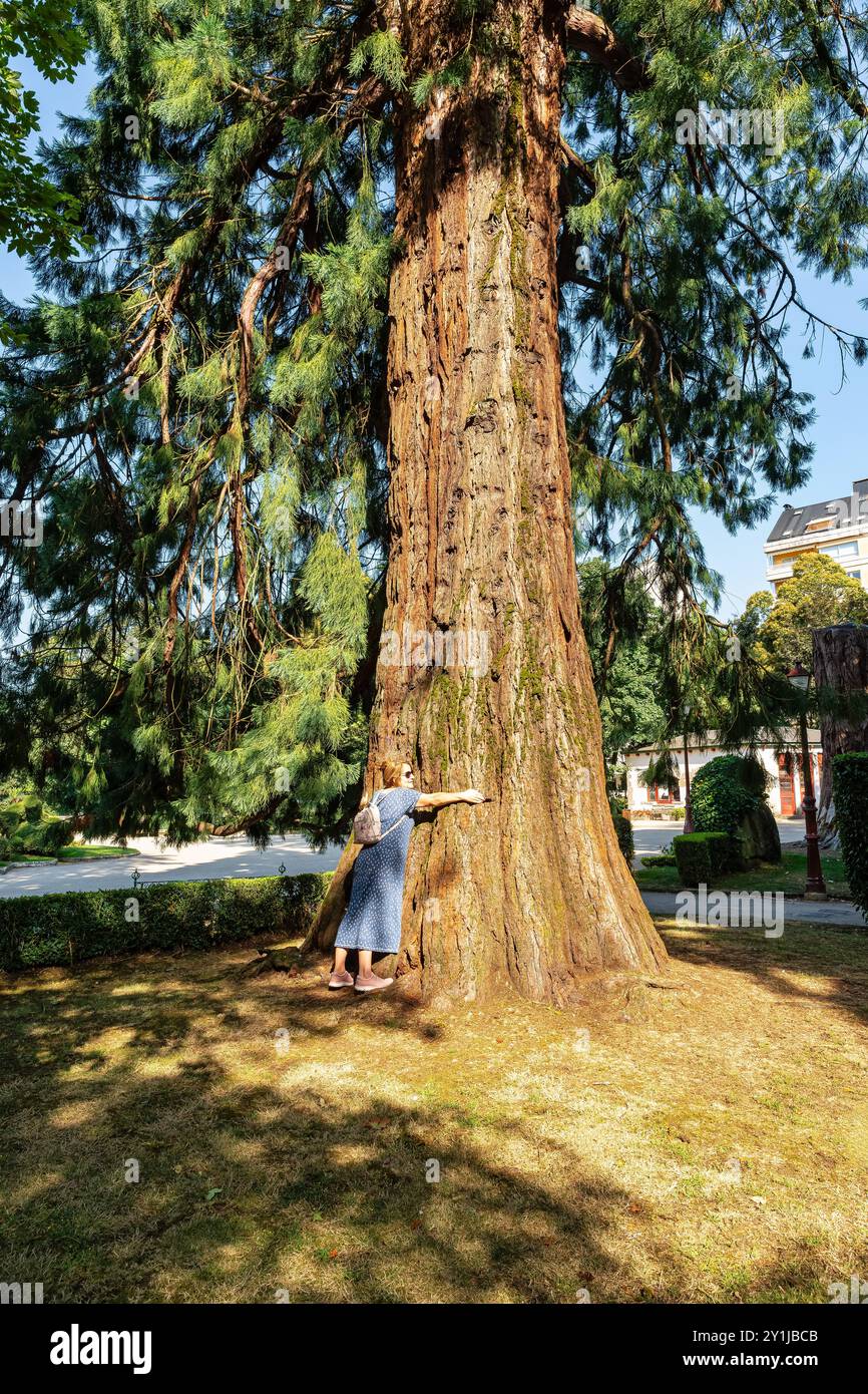 Tourist woman hugging a giant sequoia in a park in the city of Lugo ...