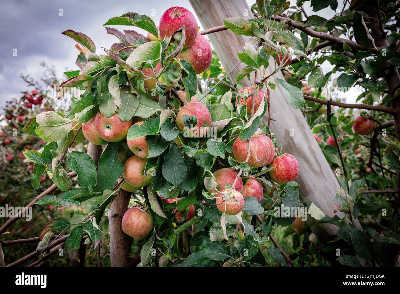 Apples on apple tree in orchard Stock Photo - Alamy
