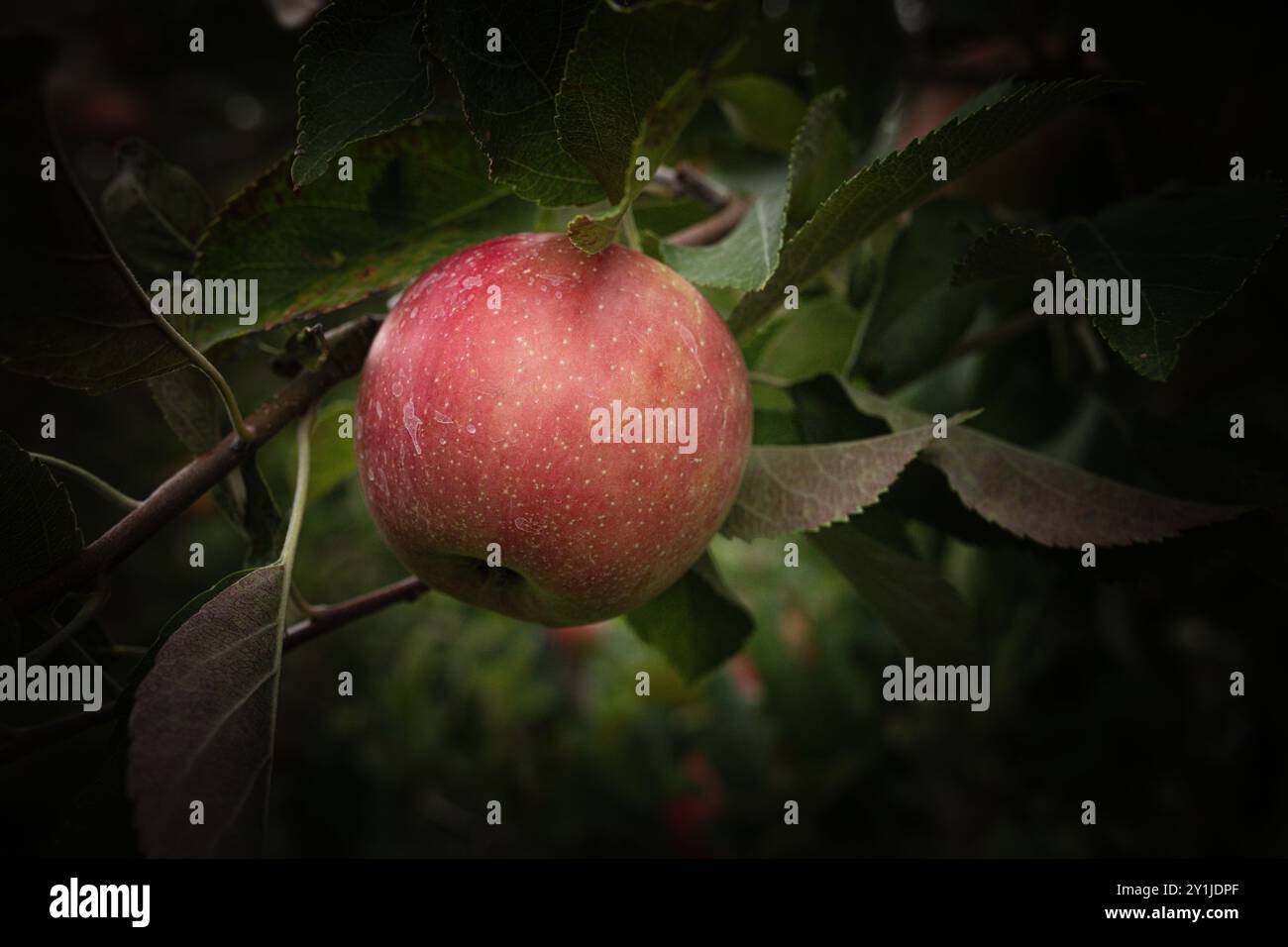 New york apple farm hi-res stock photography and images - Alamy
