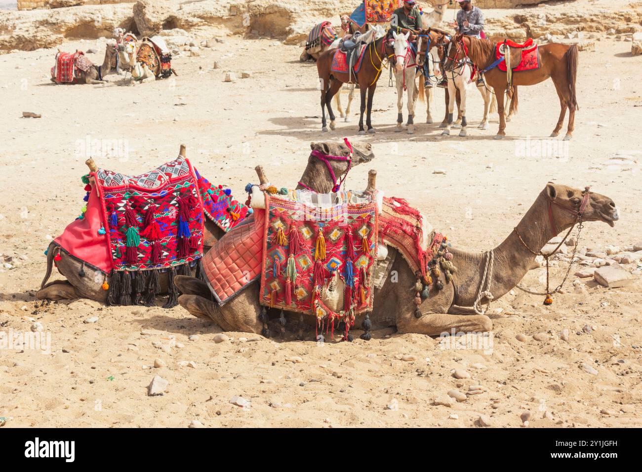 Camels at The Giza pyramid complex aka the Giza necropolis Cairo, Egypt ...