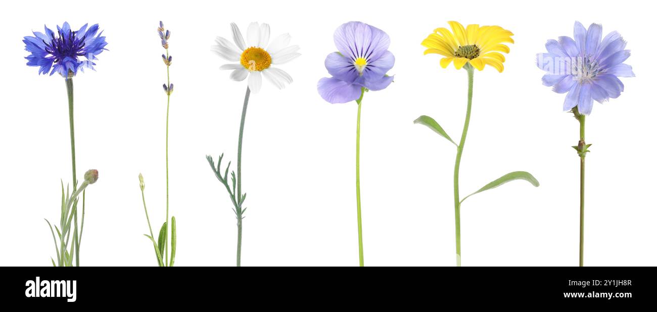 Different beautiful flowers isolated on white, set Stock Photo - Alamy