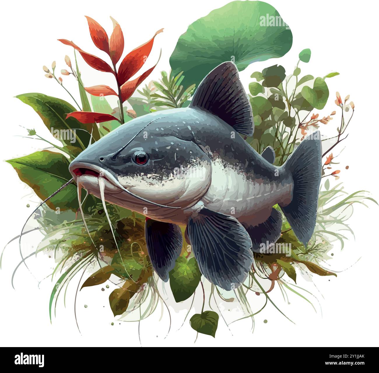 Catfish anatomy hi-res stock photography and images - Alamy