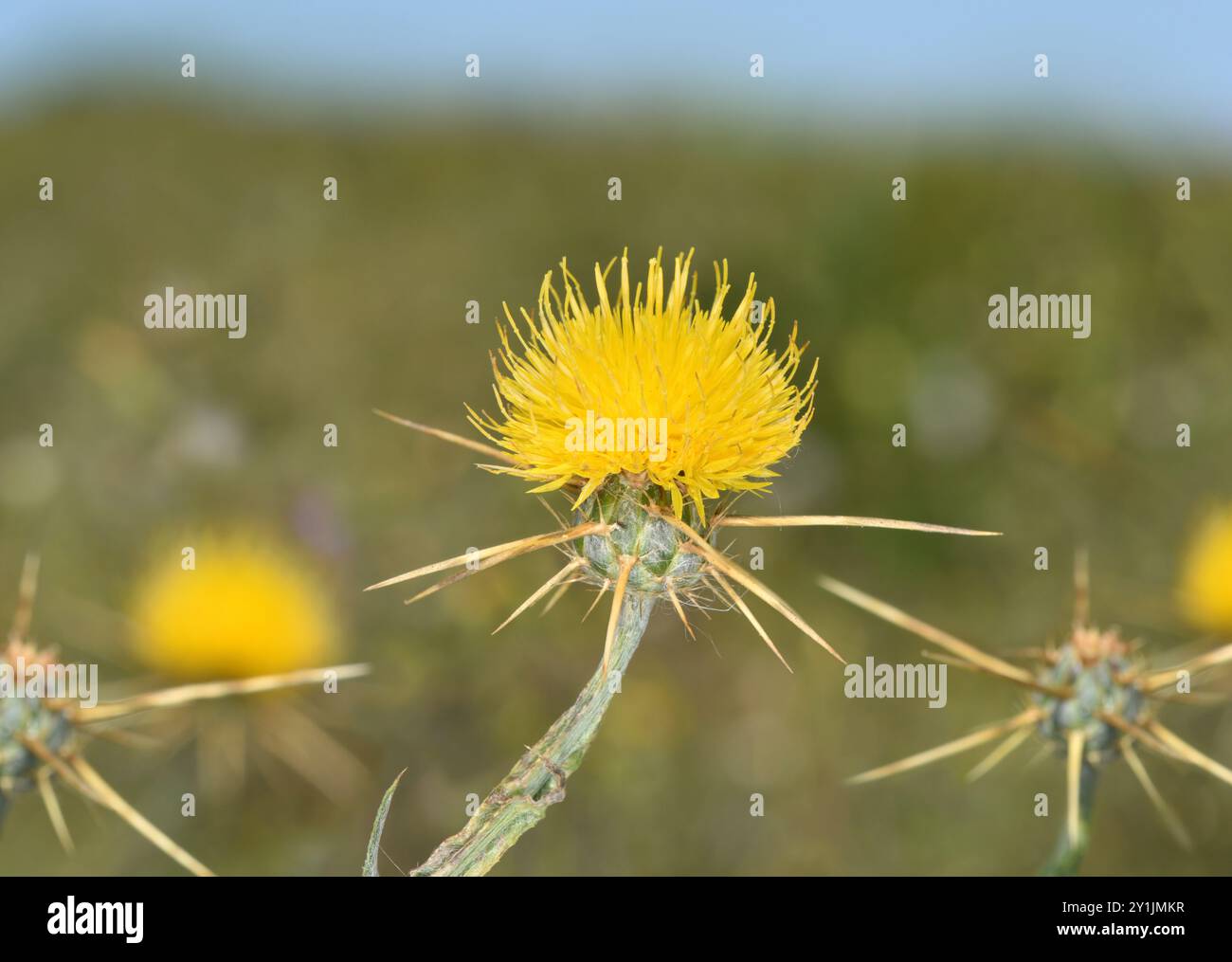 Yellow Star-thistle - Centaurea solstitalis Stock Photo - Alamy
