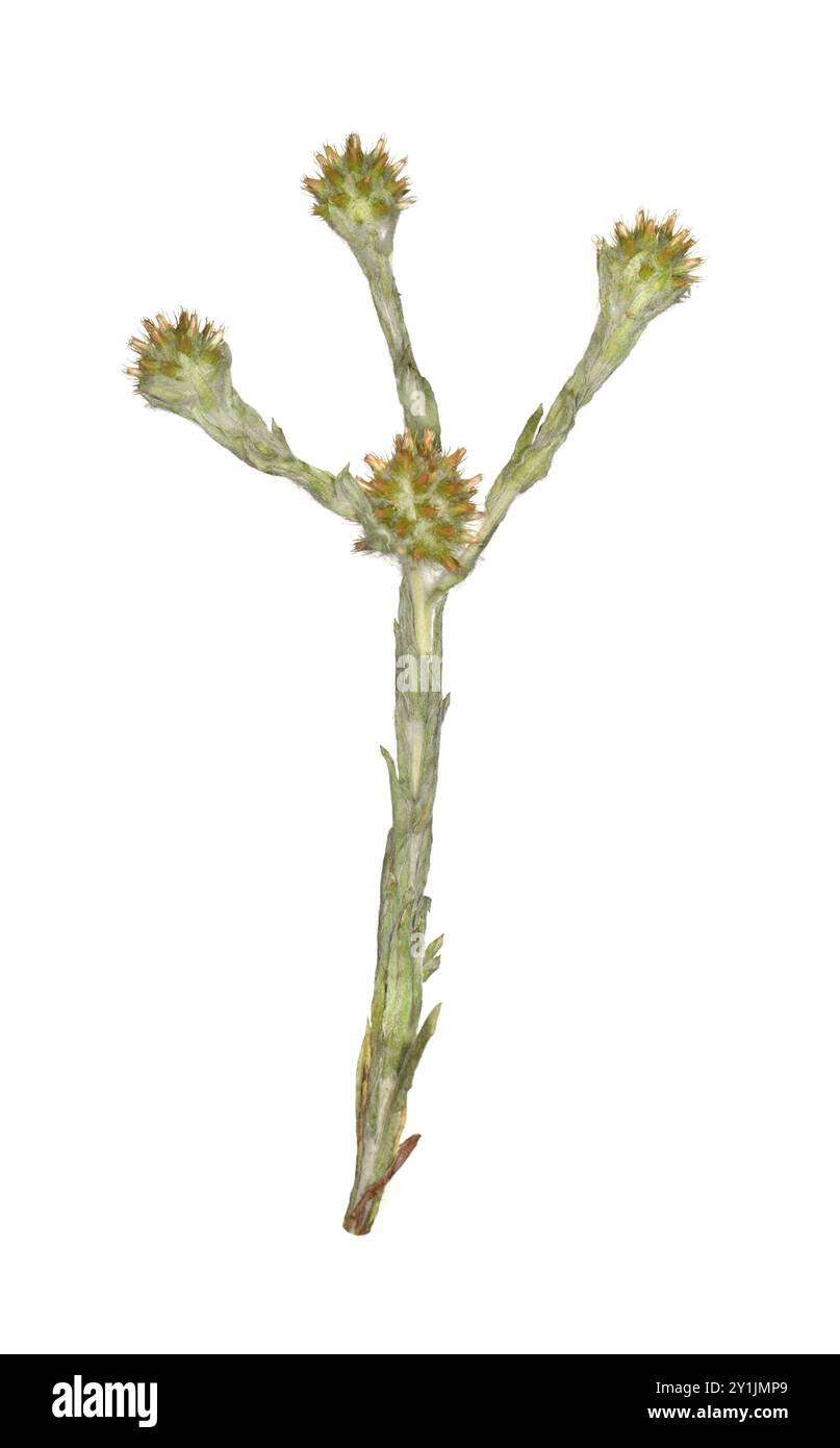 Common Cudweed - Filago vulgaris Stock Photo - Alamy