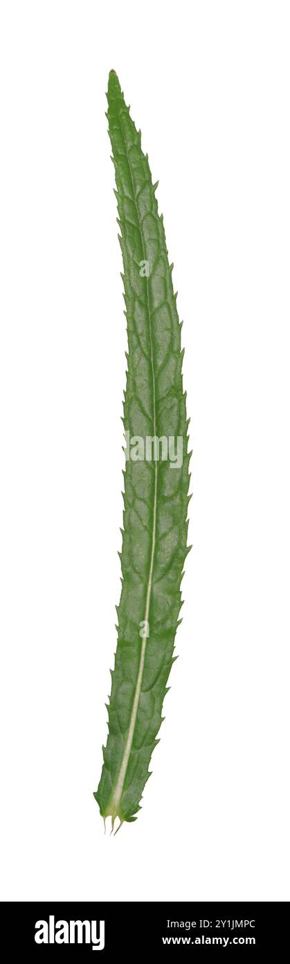 Fen ragwort jacobaea paludosa hi-res stock photography and images - Alamy