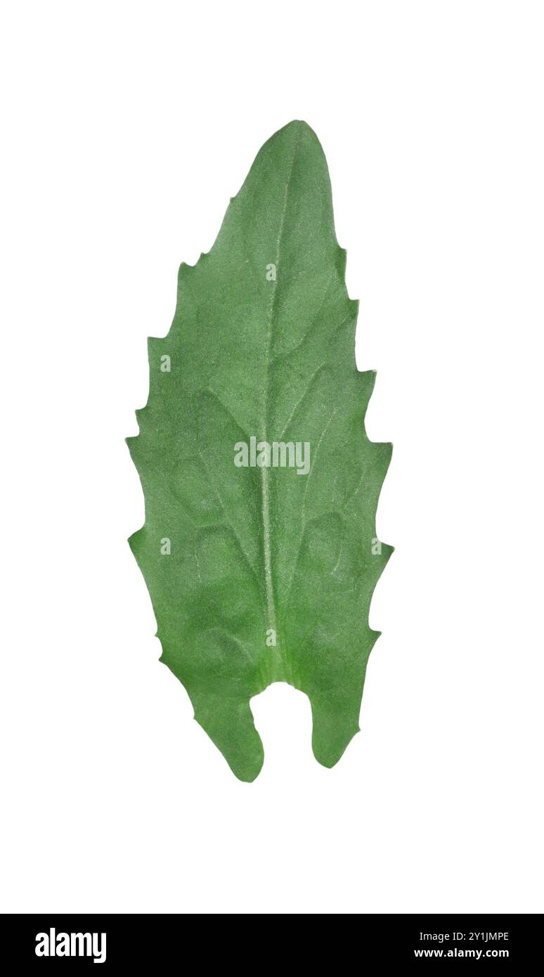 Field Penny-cress - Thlaspi arvense Stock Photo - Alamy