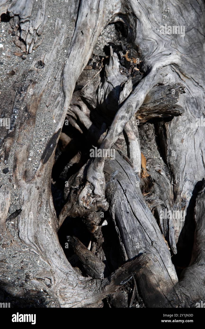 Close up texture of a gray weathered tree trunk and roots with no bark ...