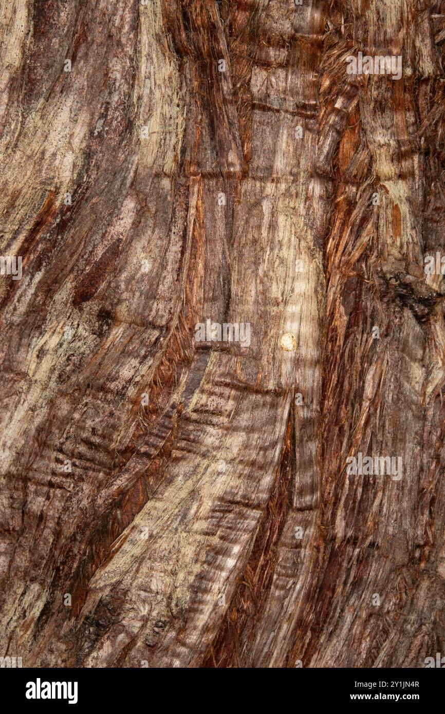 Close up texture of a tree trunk with no bark, background, backdrop ...