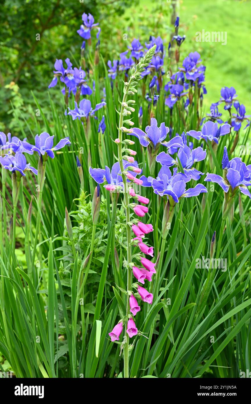 Spring garden scene with purple foxgloves and Blueflowers of Iris ...