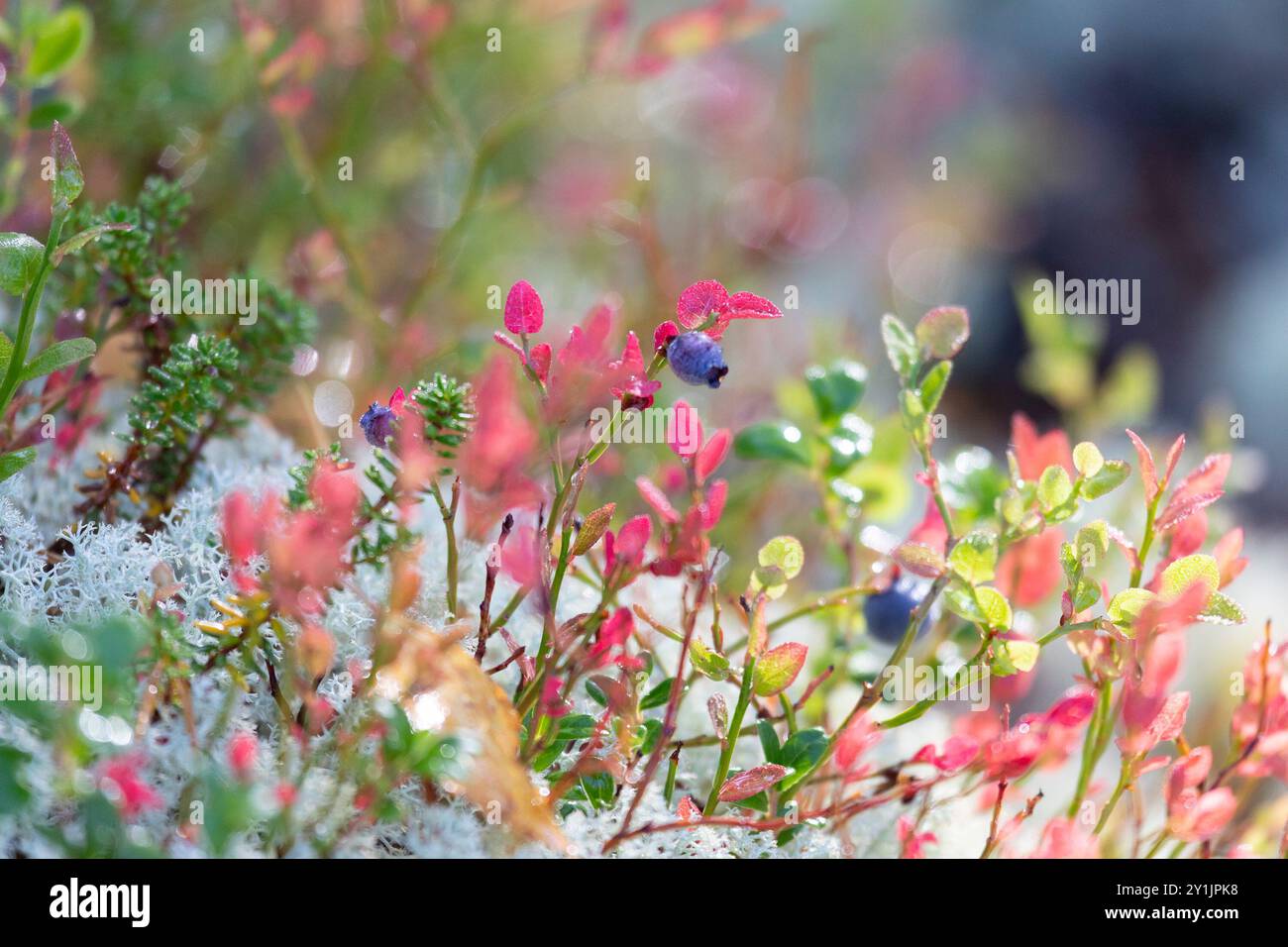Arctic tundra berries hi-res stock photography and images - Alamy