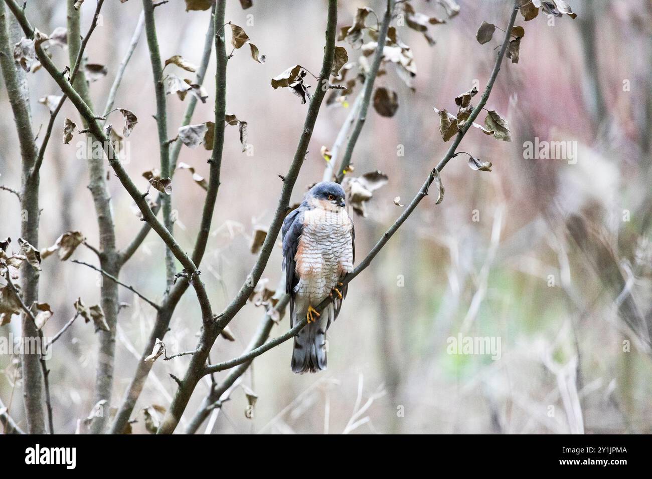 Eurasian sparrowhawk sitting on a tree branch Stock Photo - Alamy