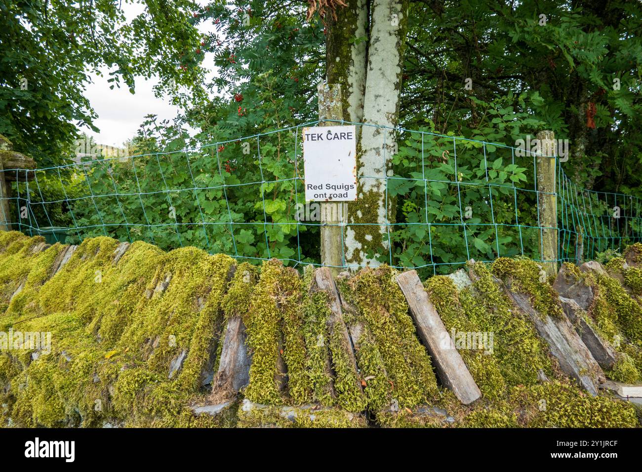 Tek Care Red Squigs ont Road,. Take care, red squirrels on the road. A ...