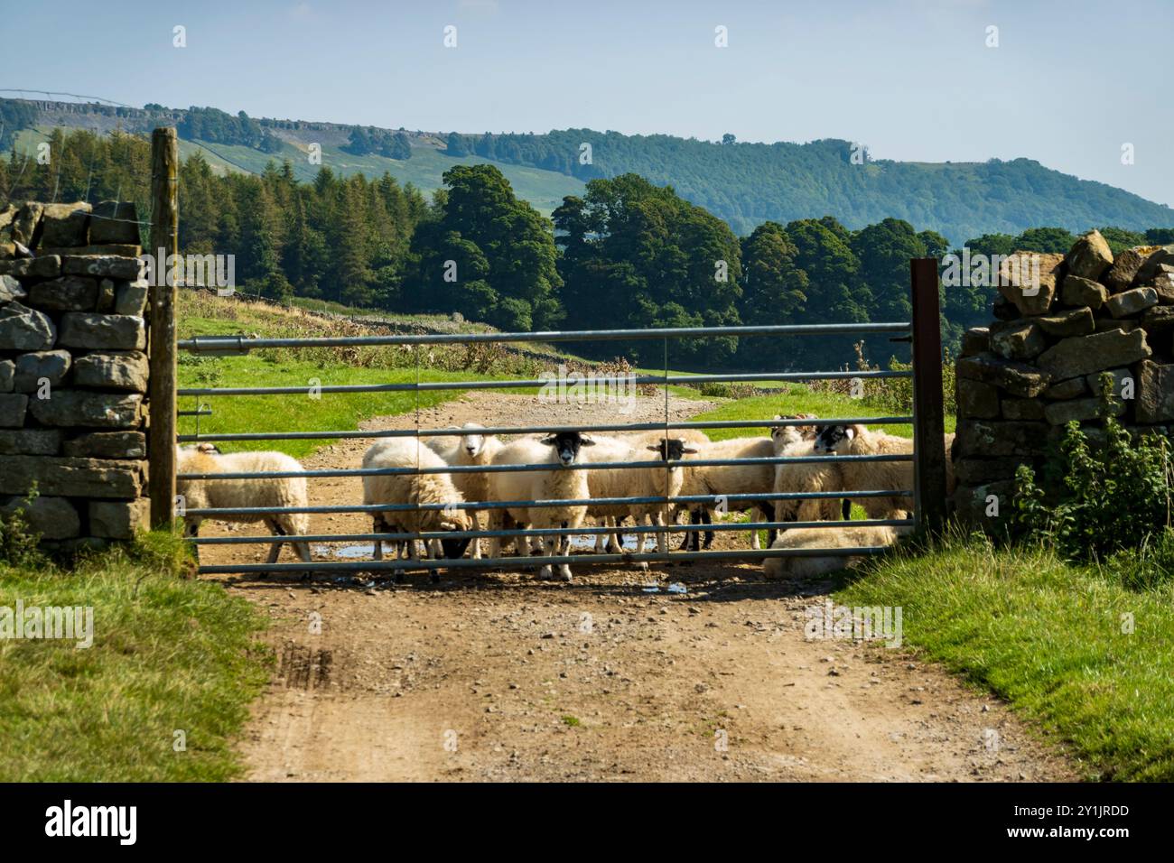 Sheep waiting behind a gate. A farm track leads to a gate in the dry ...