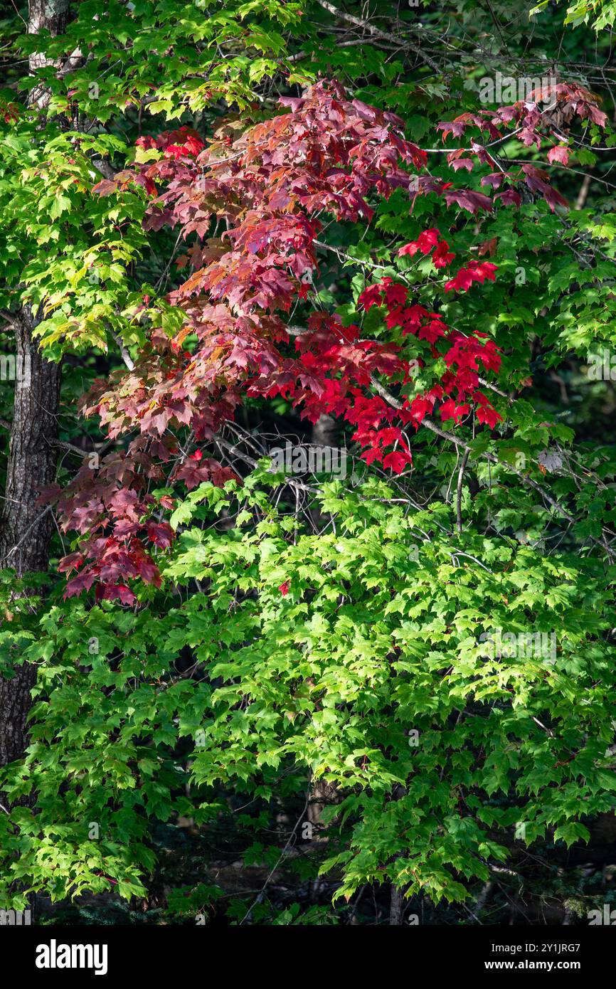 Wisconsin maple tree starting to turn colors in August, vertical Stock ...