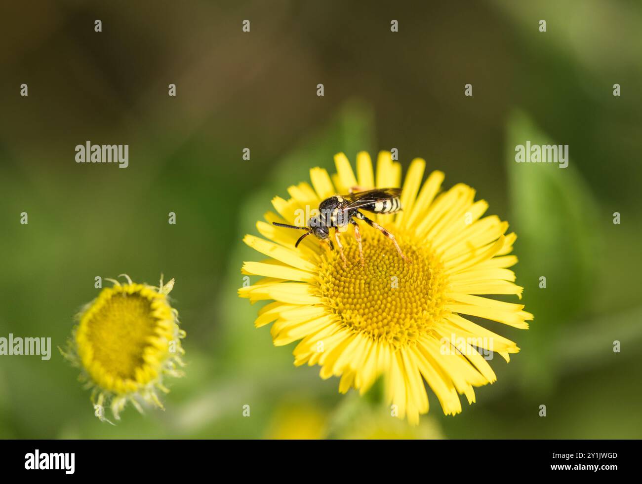 Foraging Black-horned Nomad Bee (Nomada rufipes) on Fleabane at Chobham ...