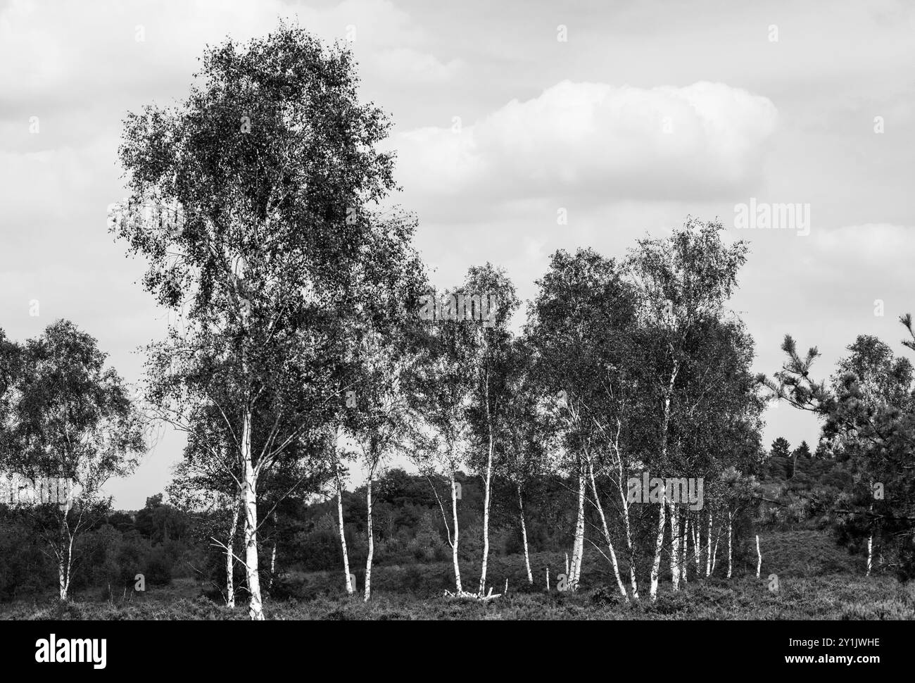 Silver Birch trees (Betula pendula) on Chobham Common, Surrey Stock ...