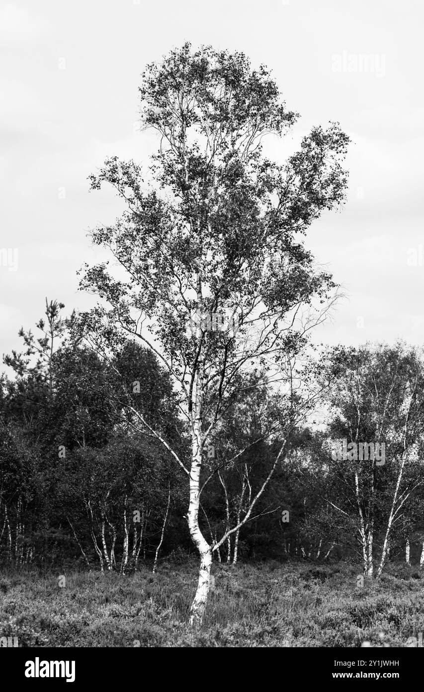Silver Birch trees (Betula pendula) on Chobham Common, Surrey Stock ...