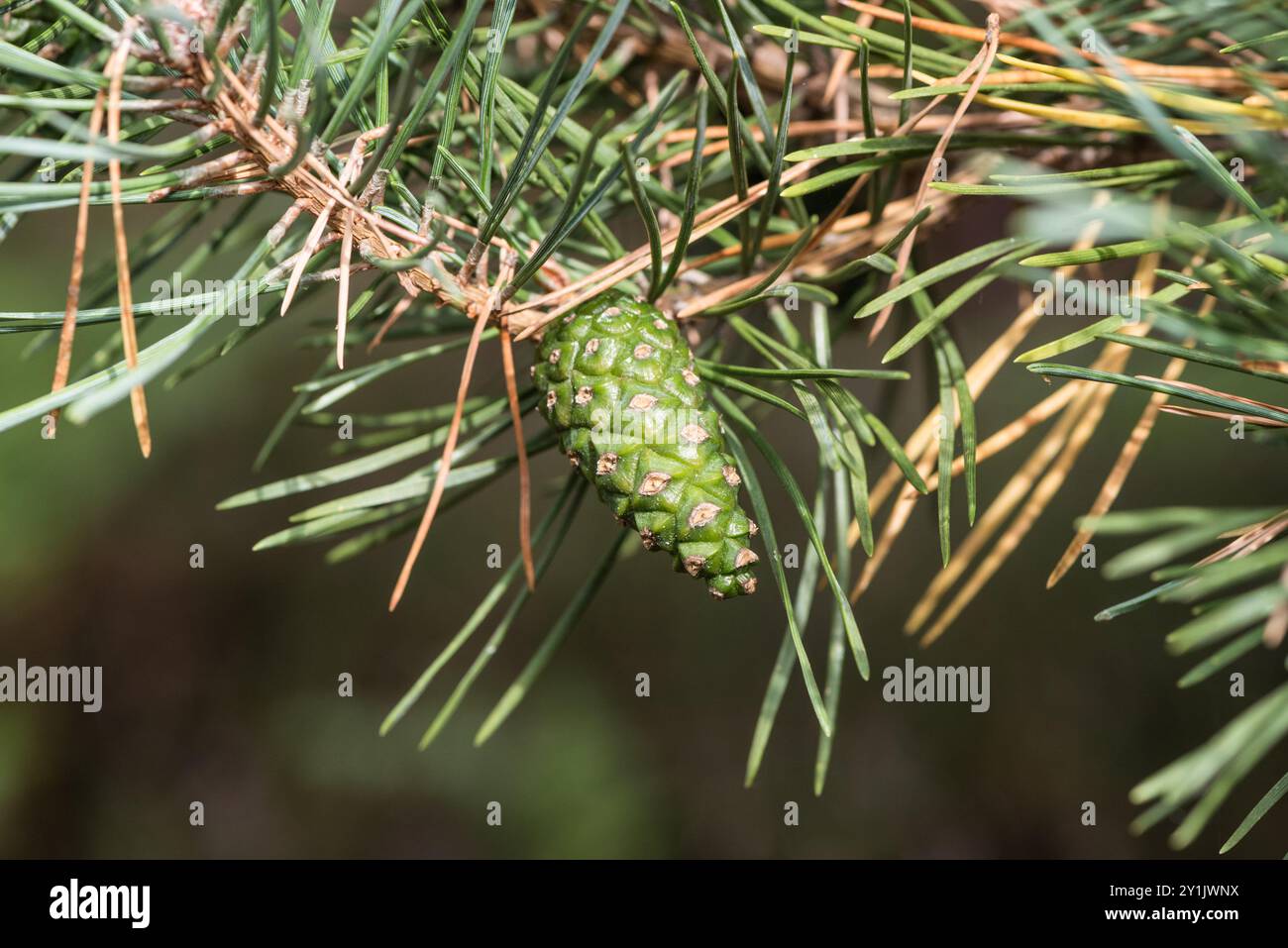 Pine cone from a Scotch Pine (Pinus sylvestris) on Chobham Common ...
