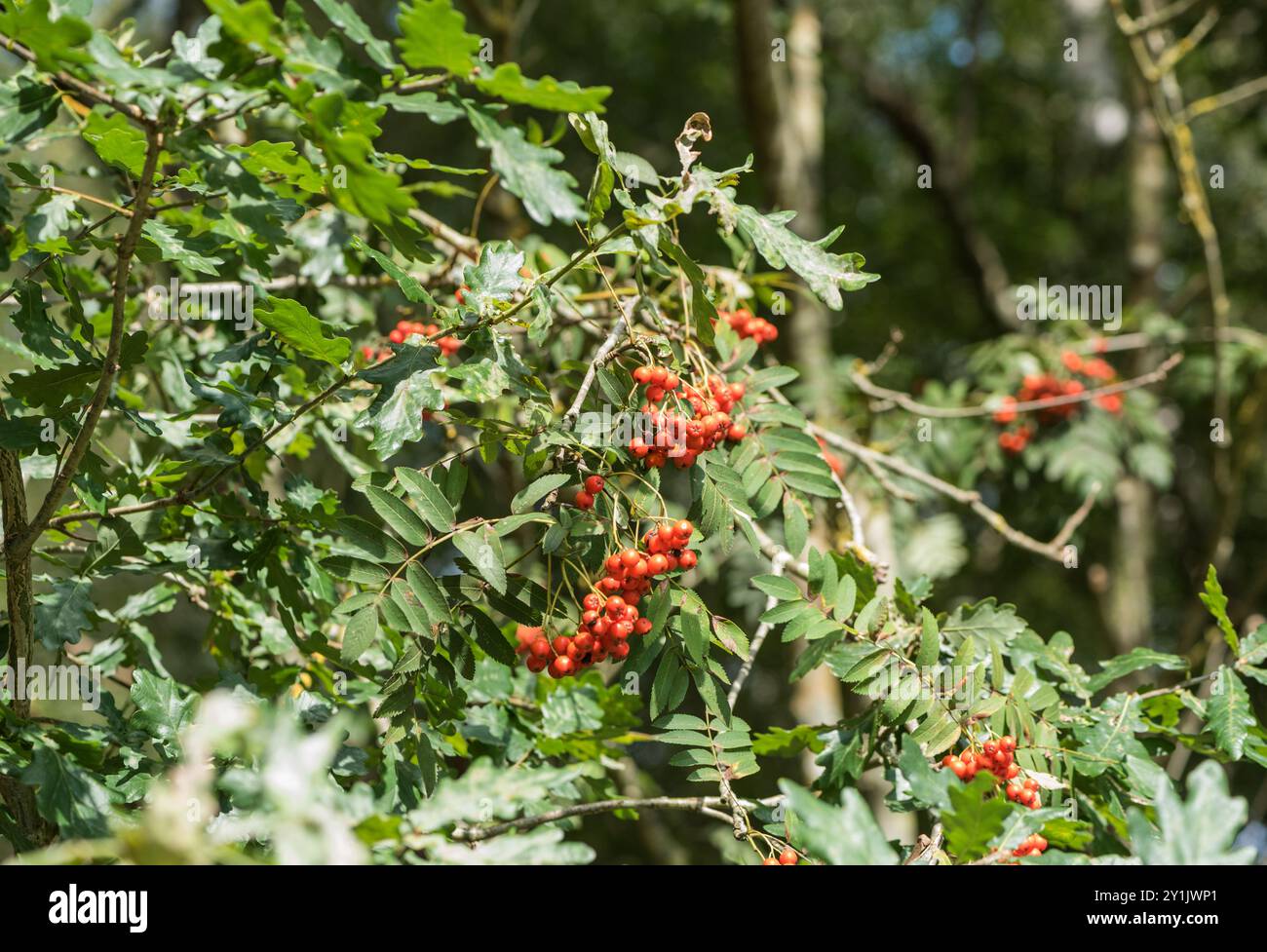 Berries on a Rowan/ Mountain Ash tree (Sorbus aucuparia) at Chobham ...