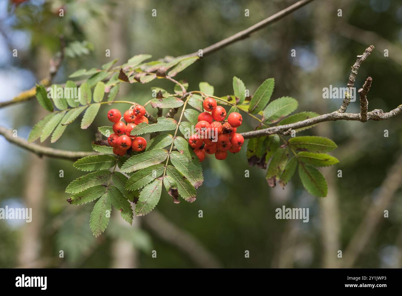 Berries on a Rowan/ Mountain Ash tree (Sorbus aucuparia) at Chobham ...