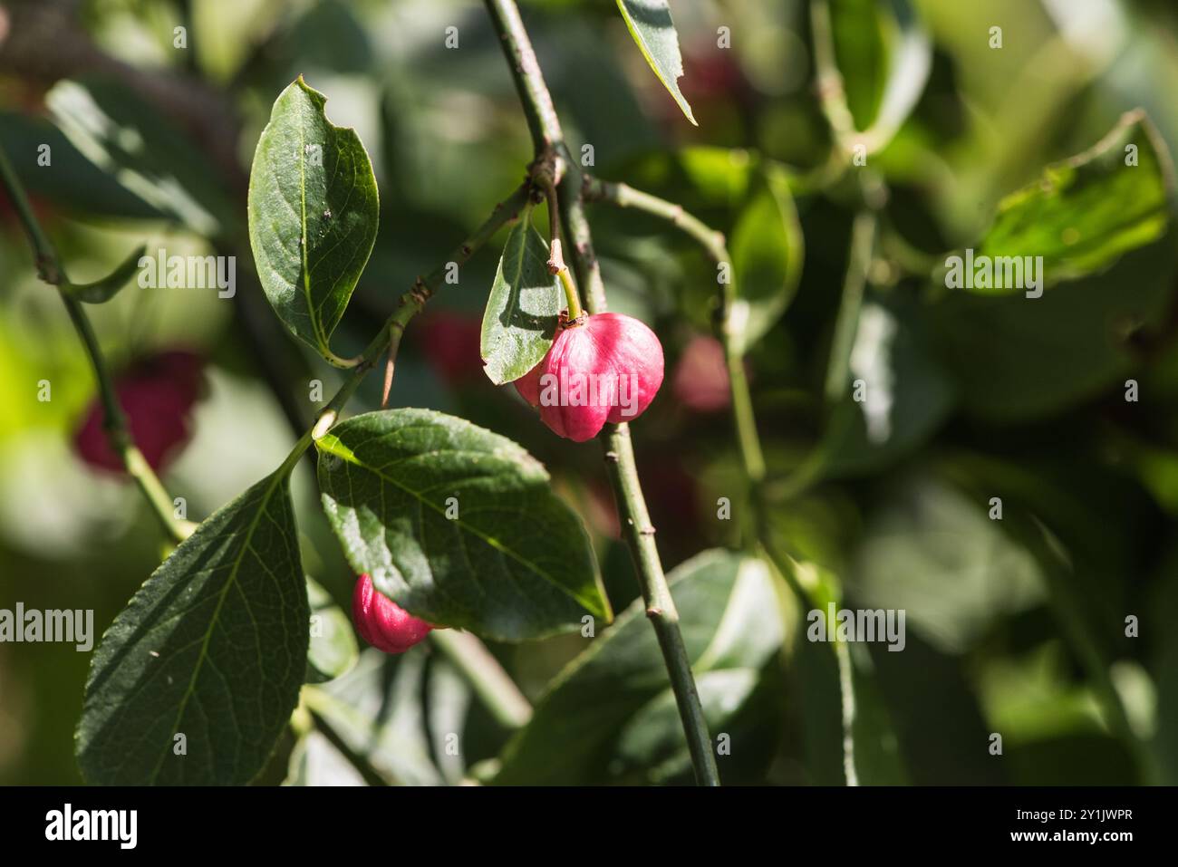 Fruit/berry of a Spindle tree (Euonymus europaeus) in Kingston, Surrey ...