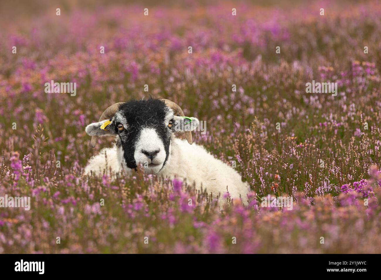 Swaledale sheep, lying down and facing front in colourful purple ...