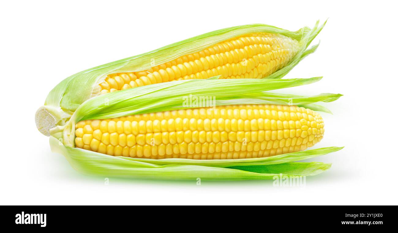 Two yellow corn cobs with leaves isolated on white background Stock ...