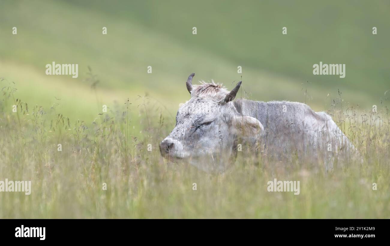 Alpine gray cow hi-res stock photography and images - Alamy