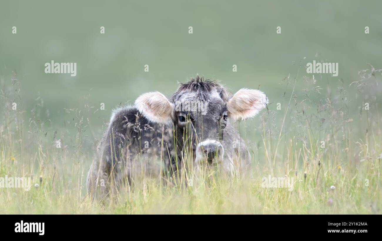A gray calf lying in a meadow in the Austrian Alps and looking into the ...