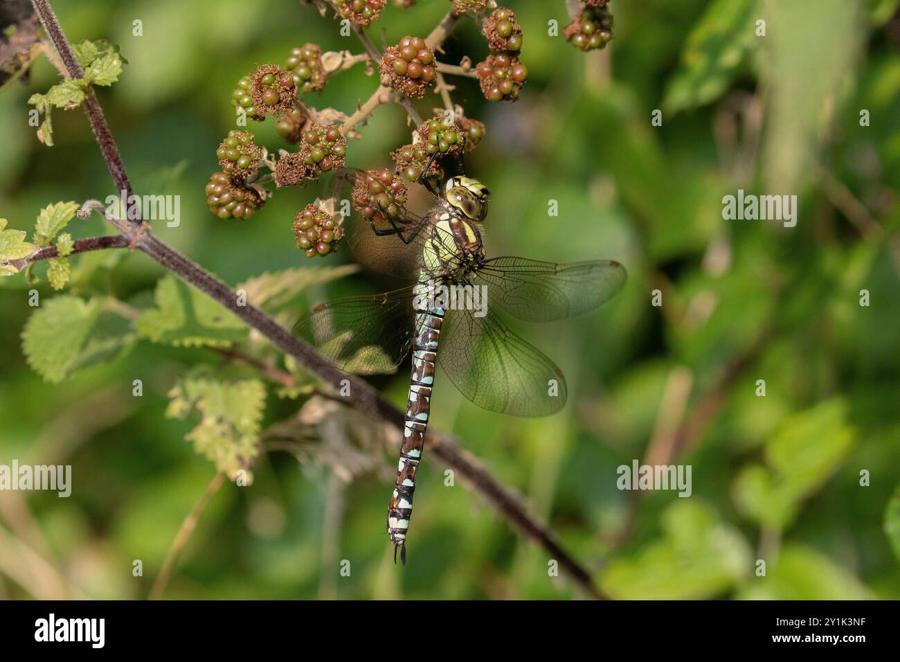 Southern Hawker or Blue Hawker Dragonfly - Aeshna cyanea immature ...