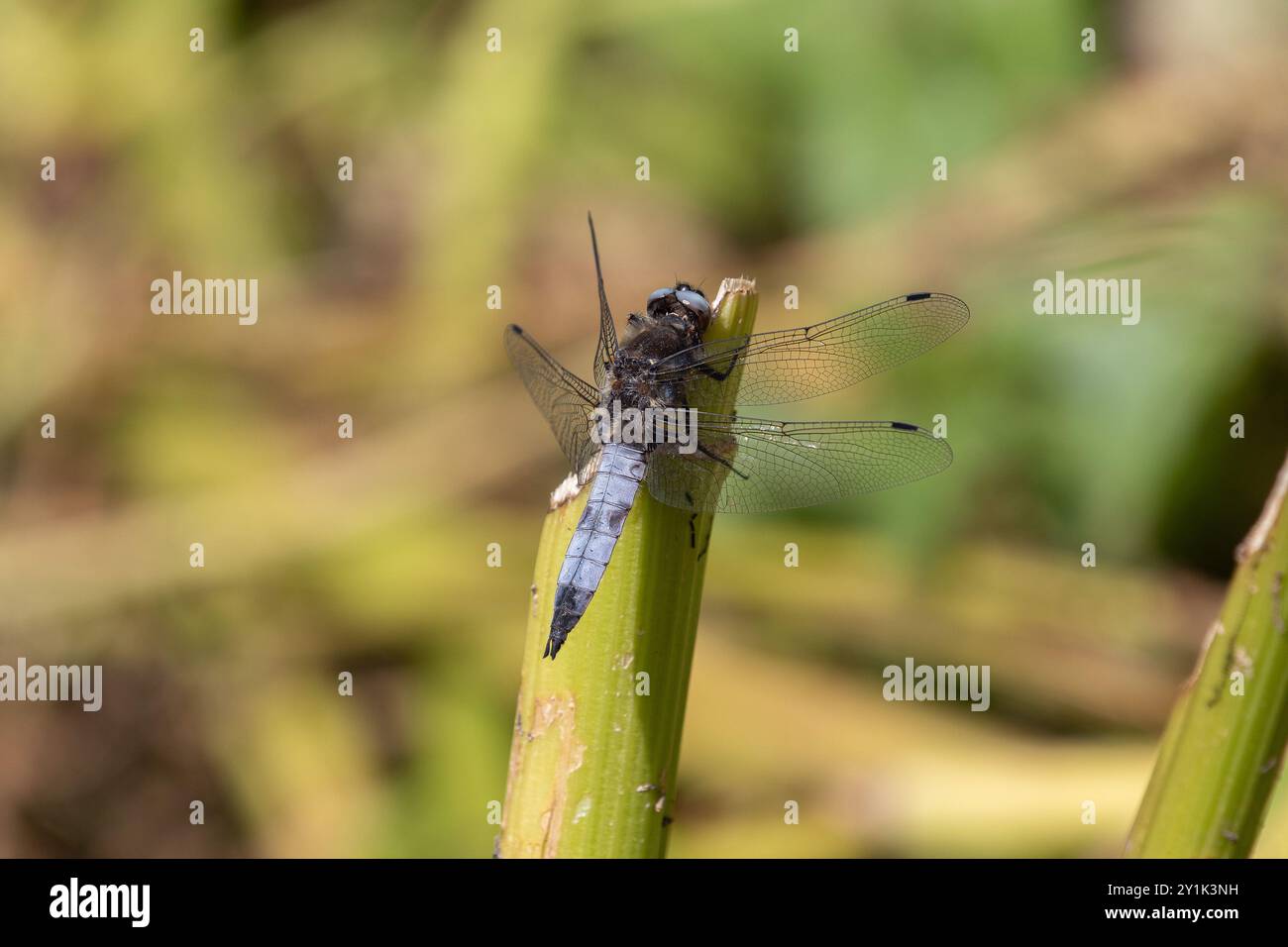 Scarce chaser dragonflies hi-res stock photography and images - Alamy