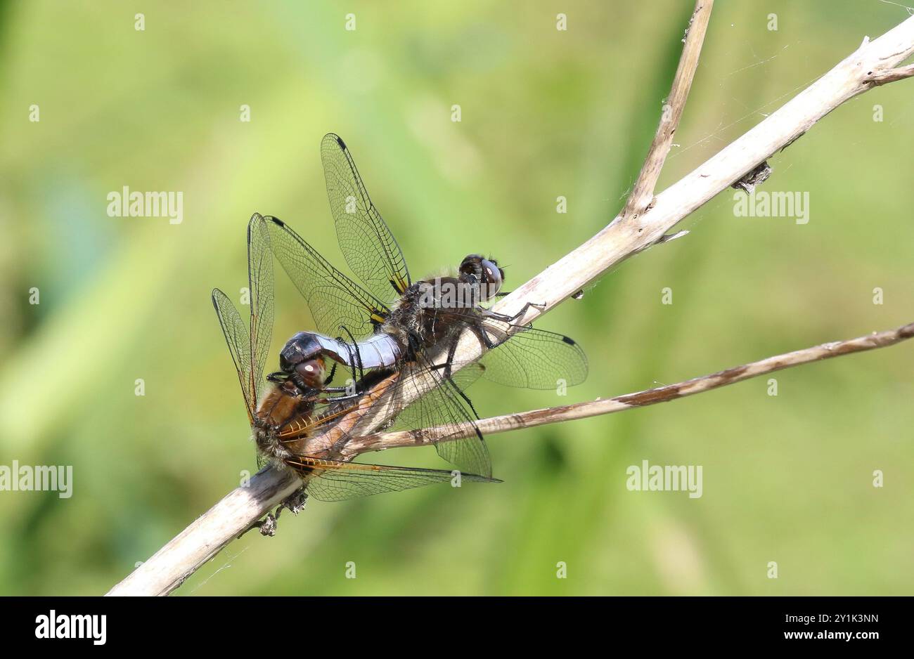 Scarce Chaser or Blue Chaser Dragonfly mating pair - Libellula fulva ...