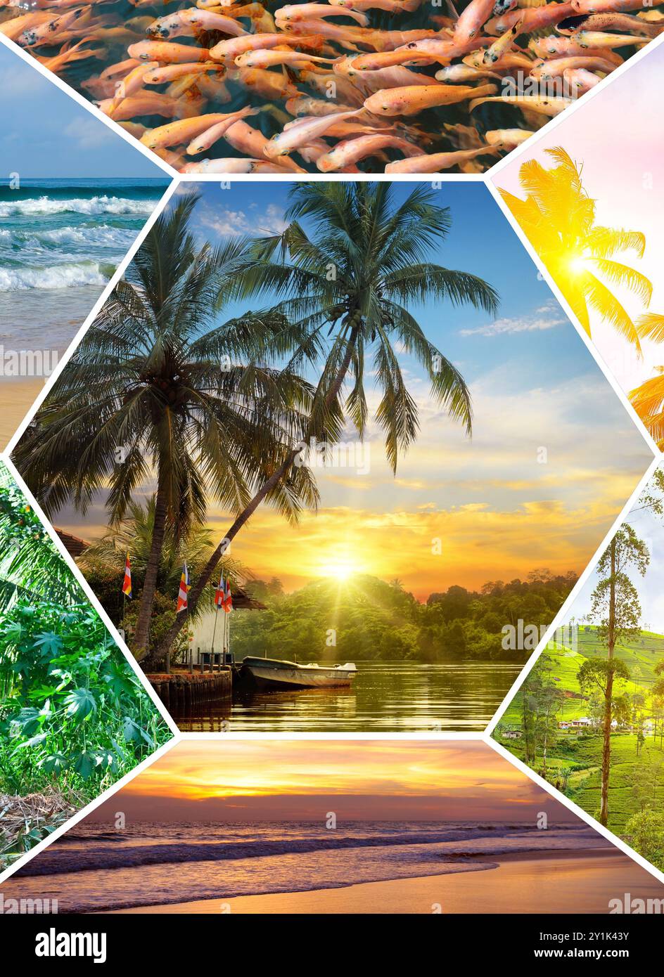 Tropical beaches, palm trees, exotic fish, tea plantations and bright ...