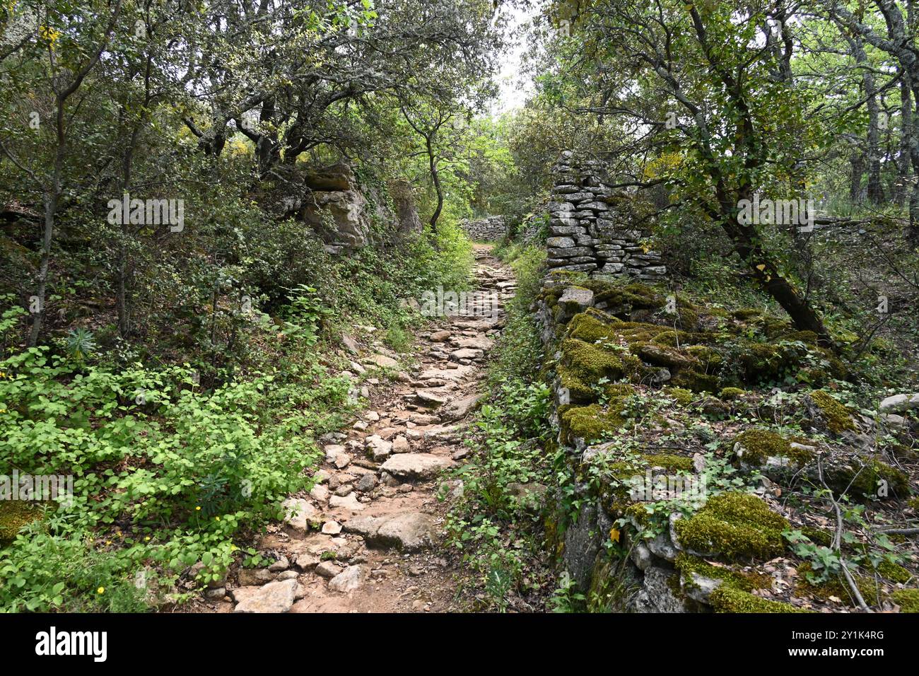 Forest Path, Stony Track or Footpath through the Forest near Bonnieux ...