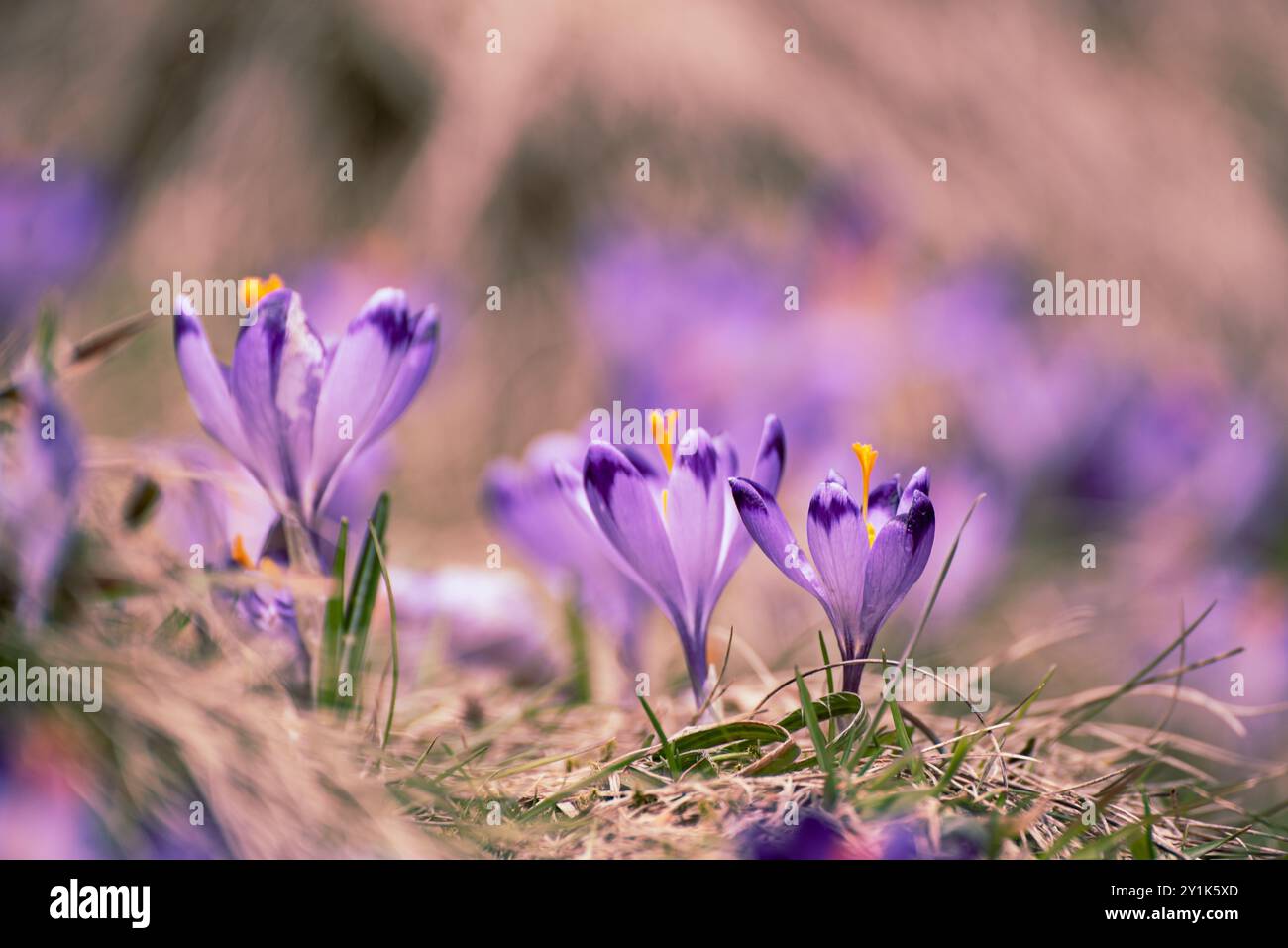 Spring crocus flowers, Easter background Stock Photo - Alamy