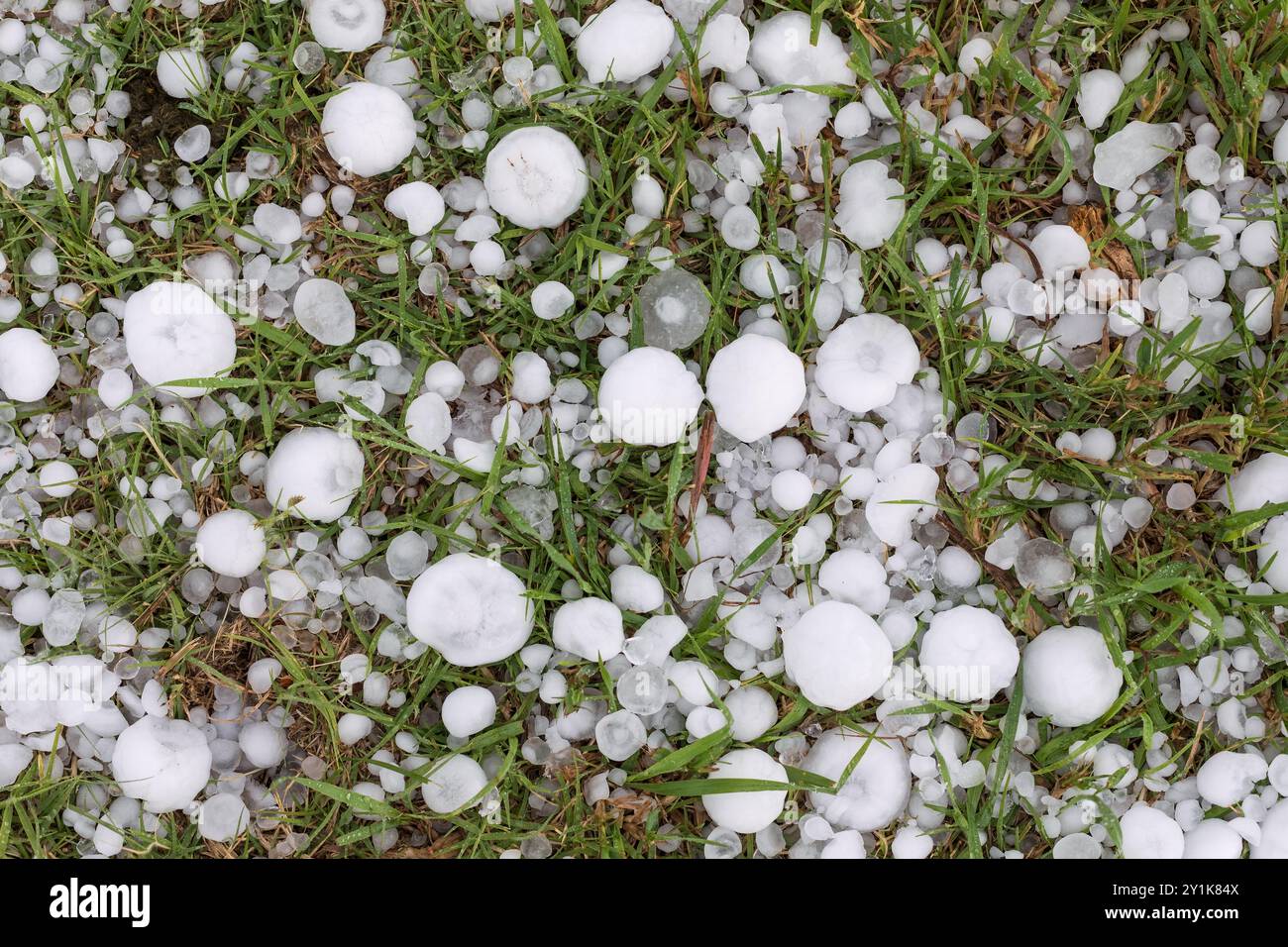Large hail stones from a storm in Kansas Stock Photo - Alamy