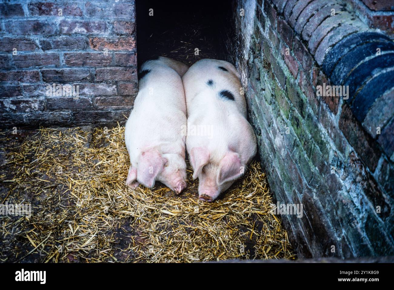 A vintage photographic slide of two pigs in a sty Stock Photo - Alamy