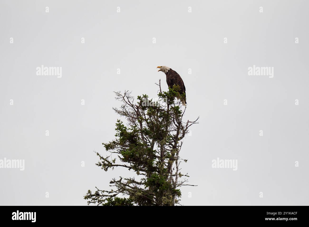 A bald eagle perching atop an evergreen tree in Cape Breton Highland ...