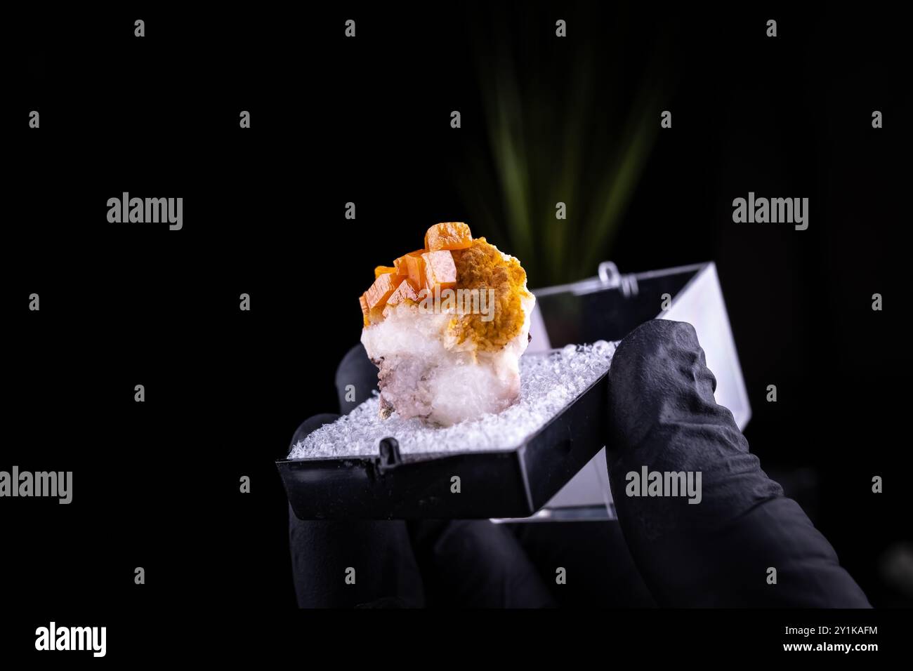 wulfenite in perky box held in black gloved hand on black background ...